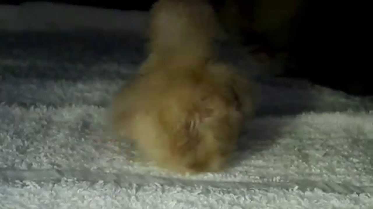 Baby chicks learning to walk - YouTube