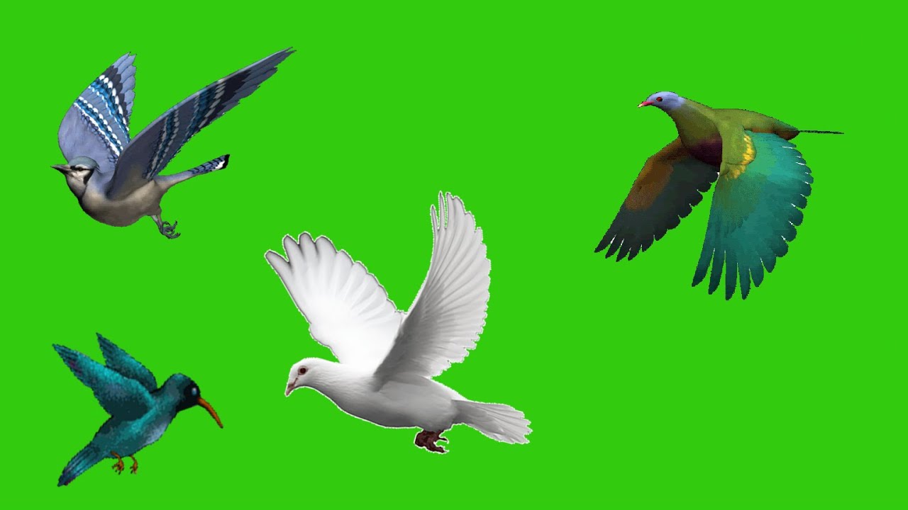 Birds flying green screen video ll birds flying chroma key ll my edit ...