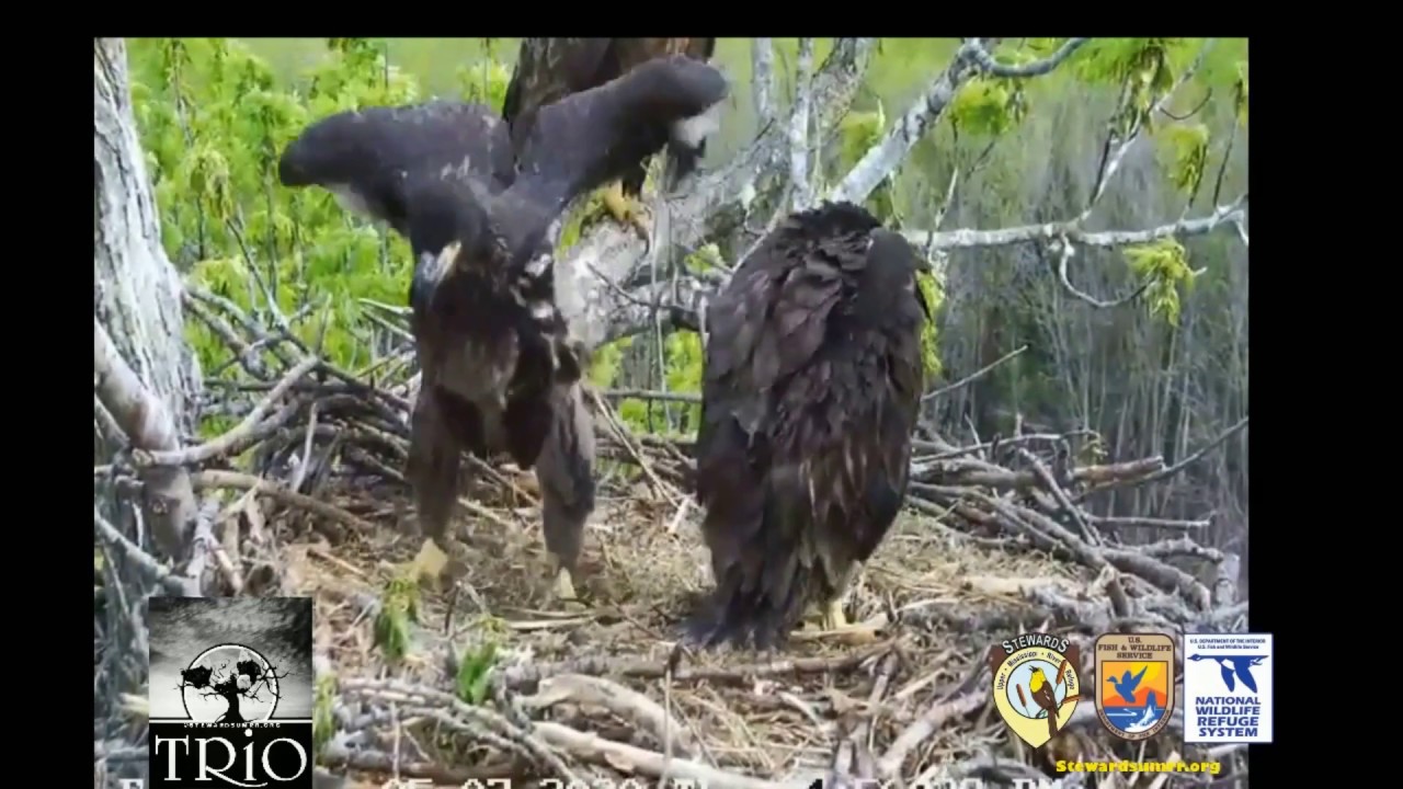 05-07-20 IL Trio eagles; eaglets energized after naps. - YouTube