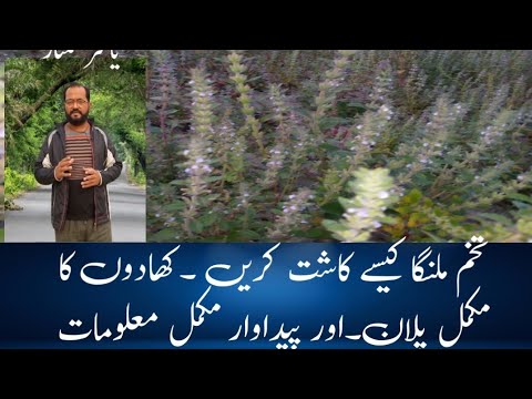 Complete Guide to Balangu Seed Cultivation | Seeds, Fertilizers, Yield ...