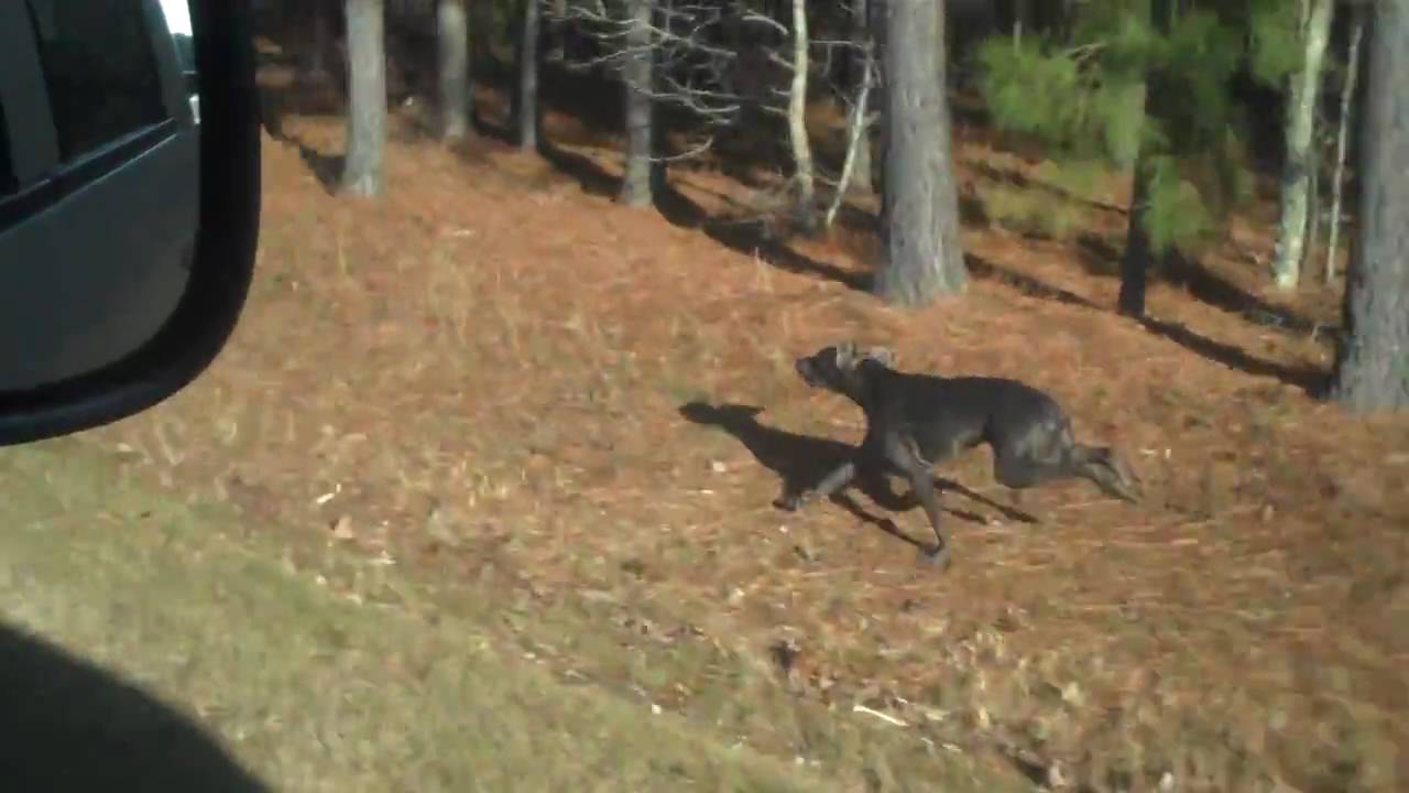 Weimaraner and GSP running fast. - YouTube