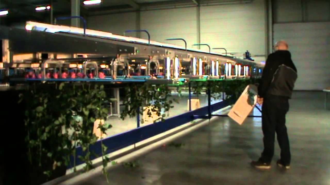 Jamafa quality rose grading line stil - YouTube