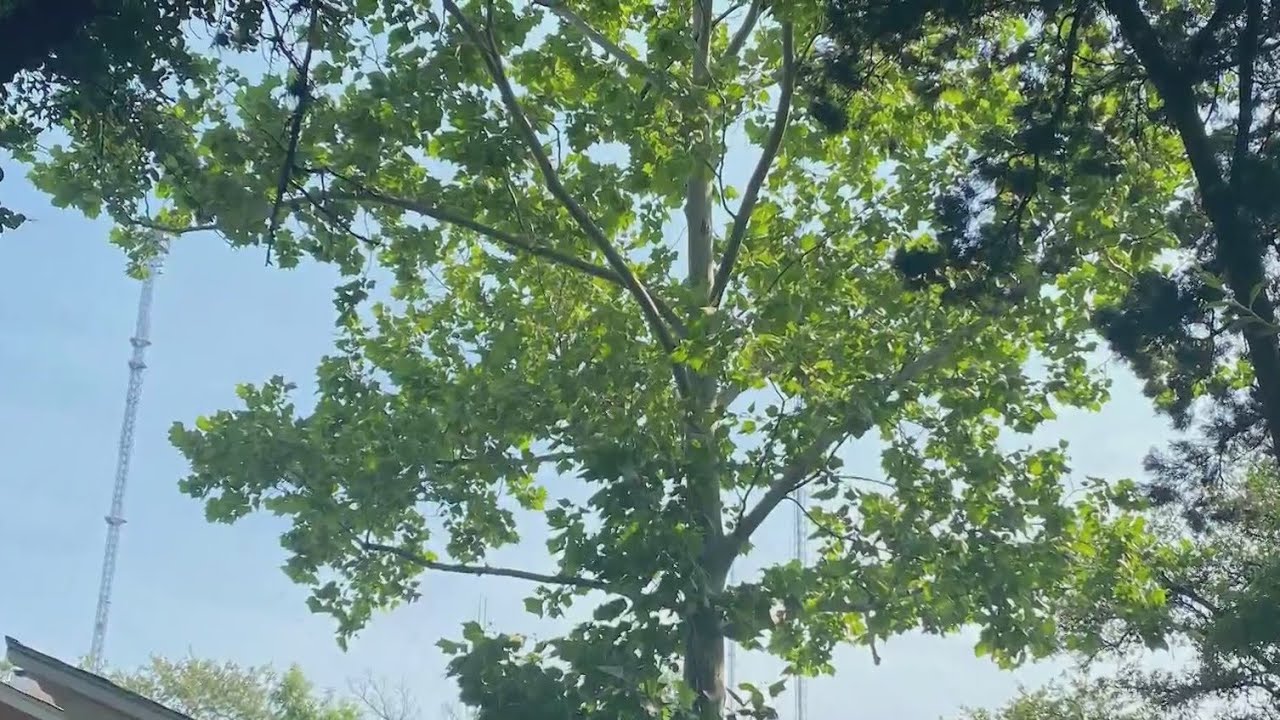 A moon tree in Austin. - YouTube