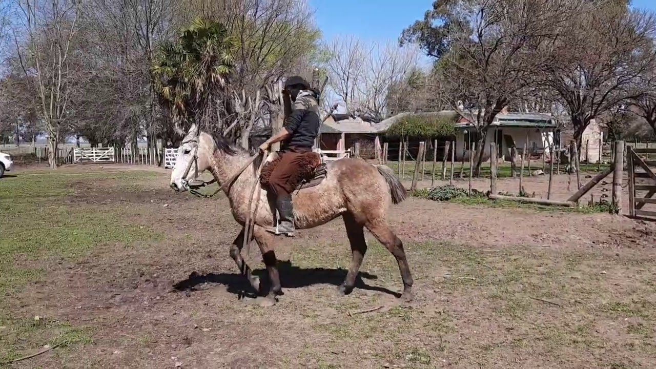 caballo tordillo vivo y muy buen caballo $72.000 - YouTube