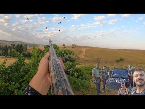 Üveyik Avı Sezon Açılışı, Güzel Üveyik Çalıştı Güzel Görüntüler Aldım. Tüfek Sesleri Hiç Susmadı.