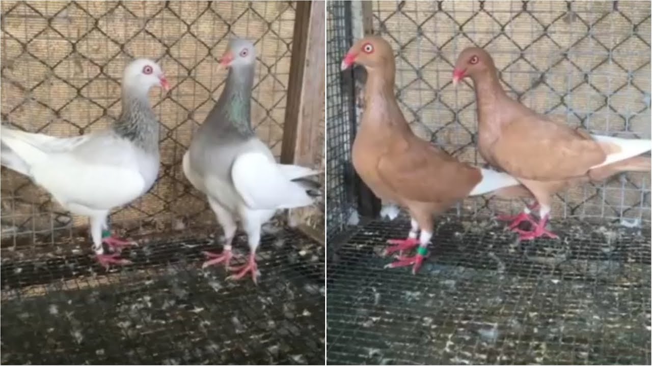 English magpie pigeons collections and colours - YouTube