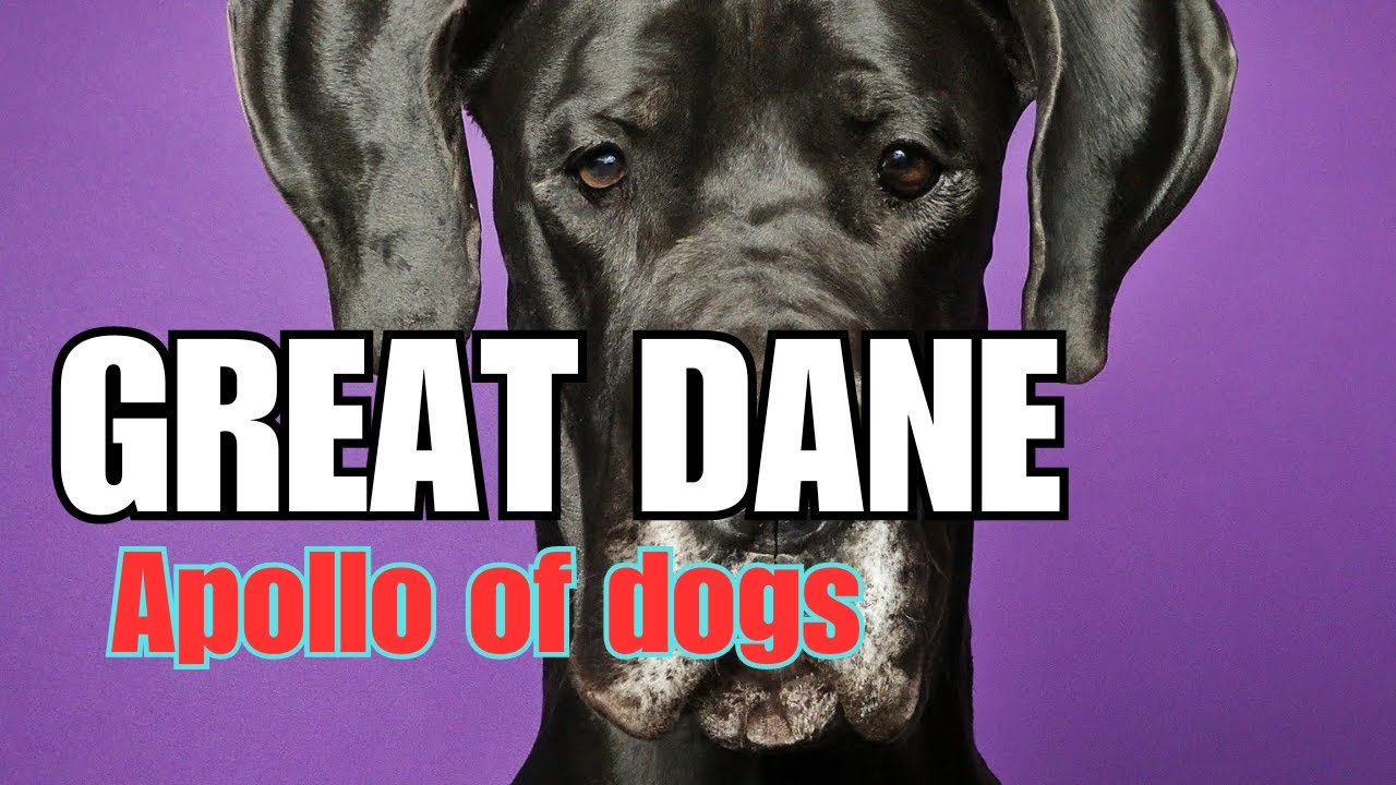 GREAT DANE: Apollo of dogs - YouTube