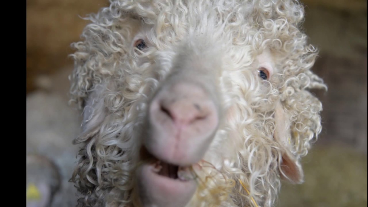 Chèvres Angora - YouTube
