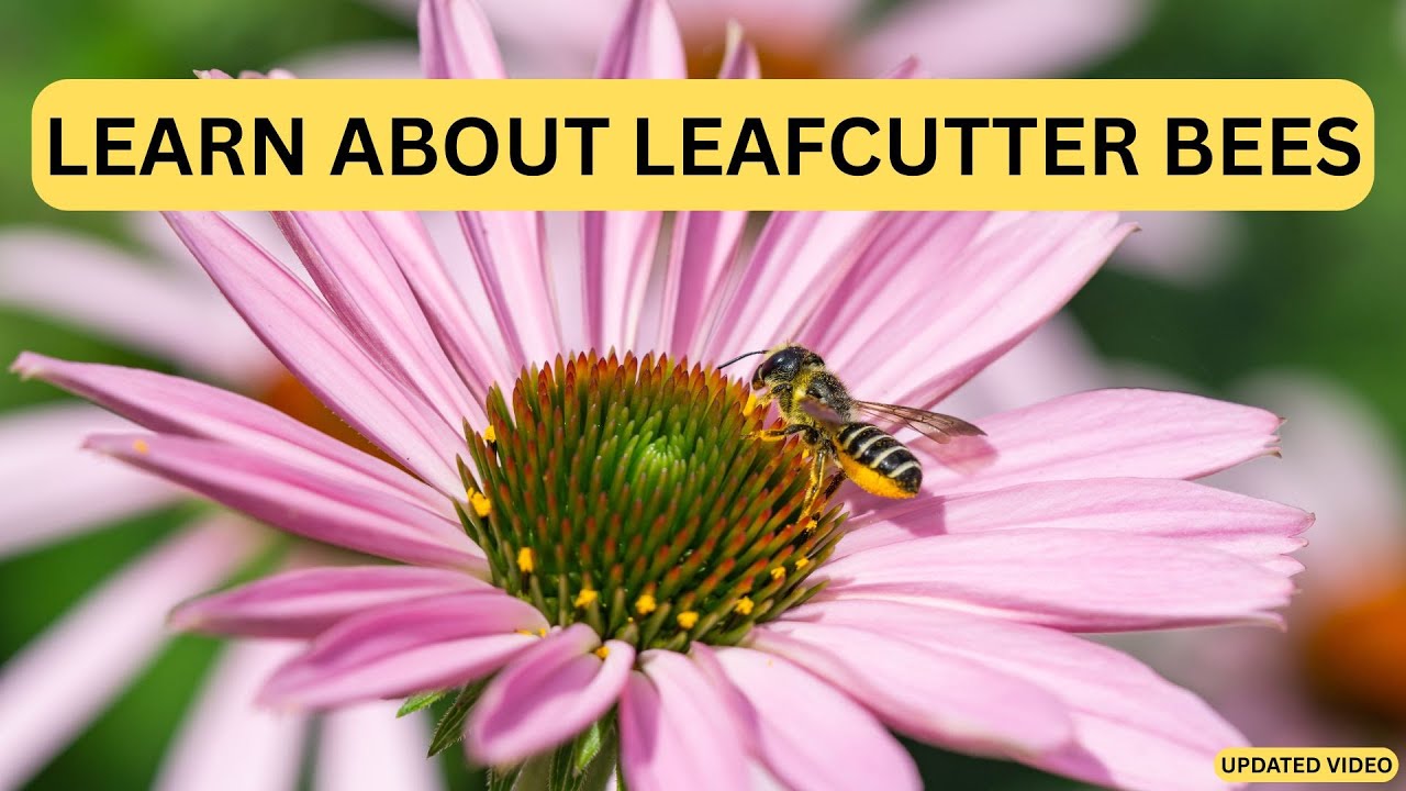 Learn About Leafcutter Bees