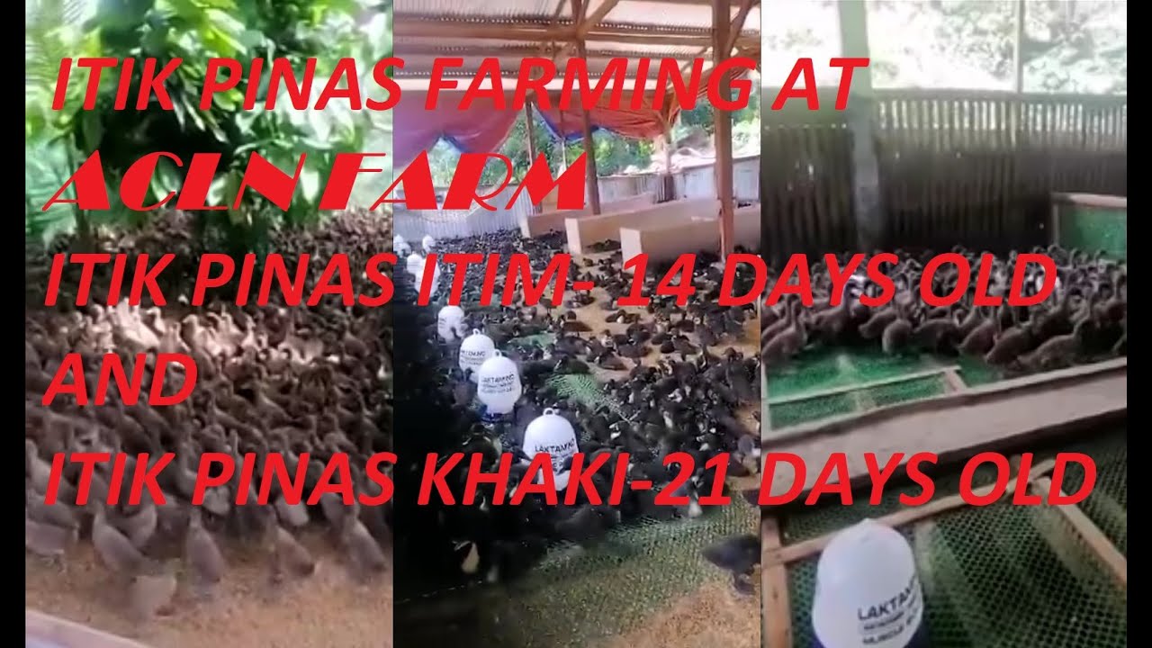 ITIK PINAS FARMING UPDATE -5000 HEADS - YouTube