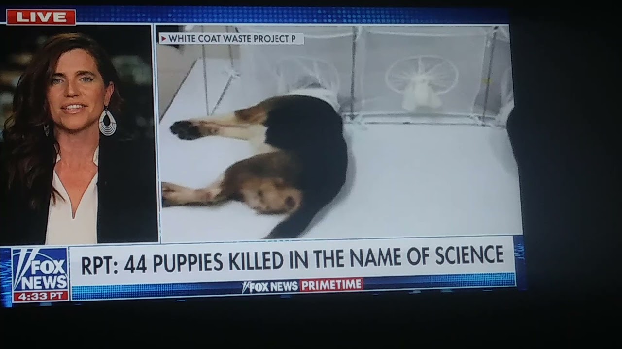 Beagles Tortured by Fauci -Funded Research in Foreign Country. - YouTube