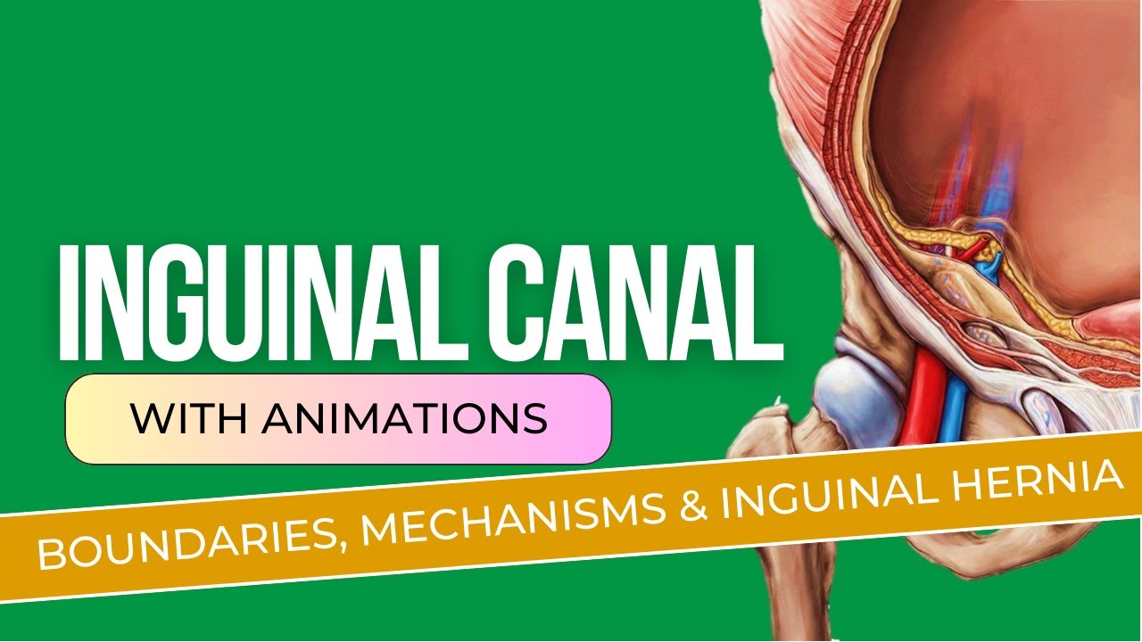 Inguinal canal | Boundaries | mechanisms | Inguinal hernia | Abdomen ...