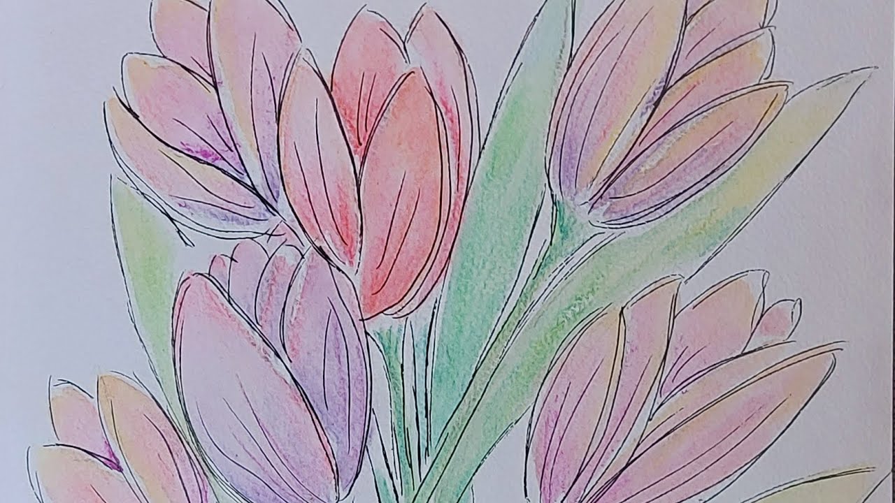 Tulpen Tekenen Contouren