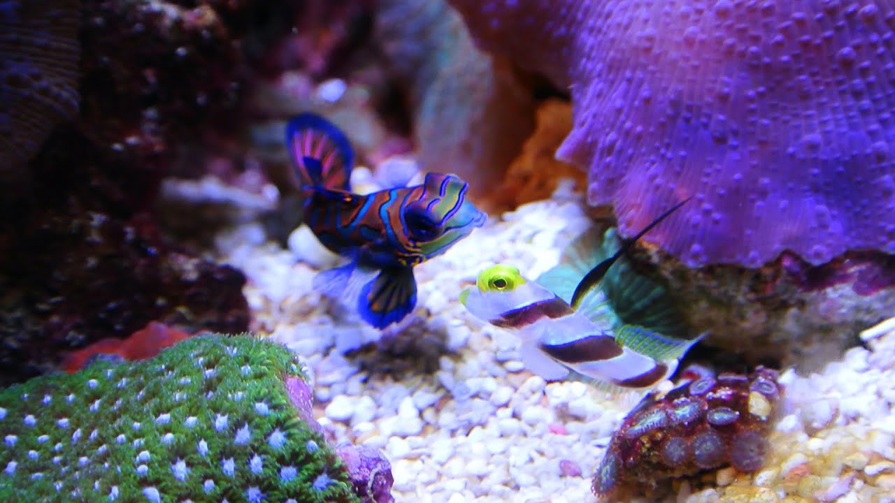 Mandarin dragonet & Hi Fin Red Banded Goby - YouTube