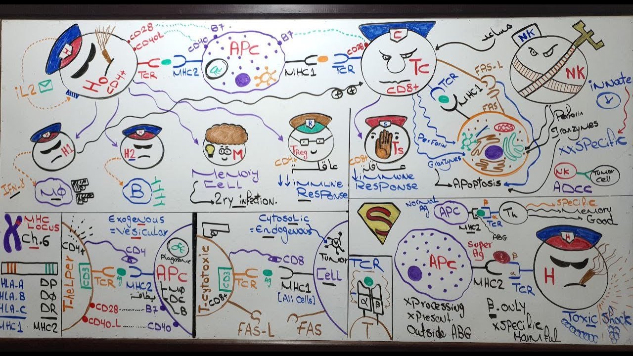 Cell mediated immunity (Lecture 13) (Module 309) - YouTube
