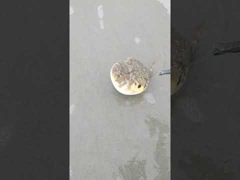 Family Saves Puffer Fish Stuck on Sandy Beach by Putting it Back in the ...