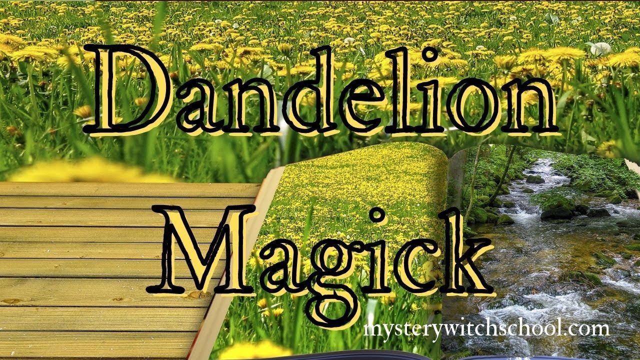 How to Use Dandelion in Your Magick - YouTube