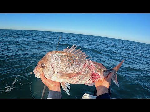 SHARKED snapper fishing Bunbury Western Australia - YouTube