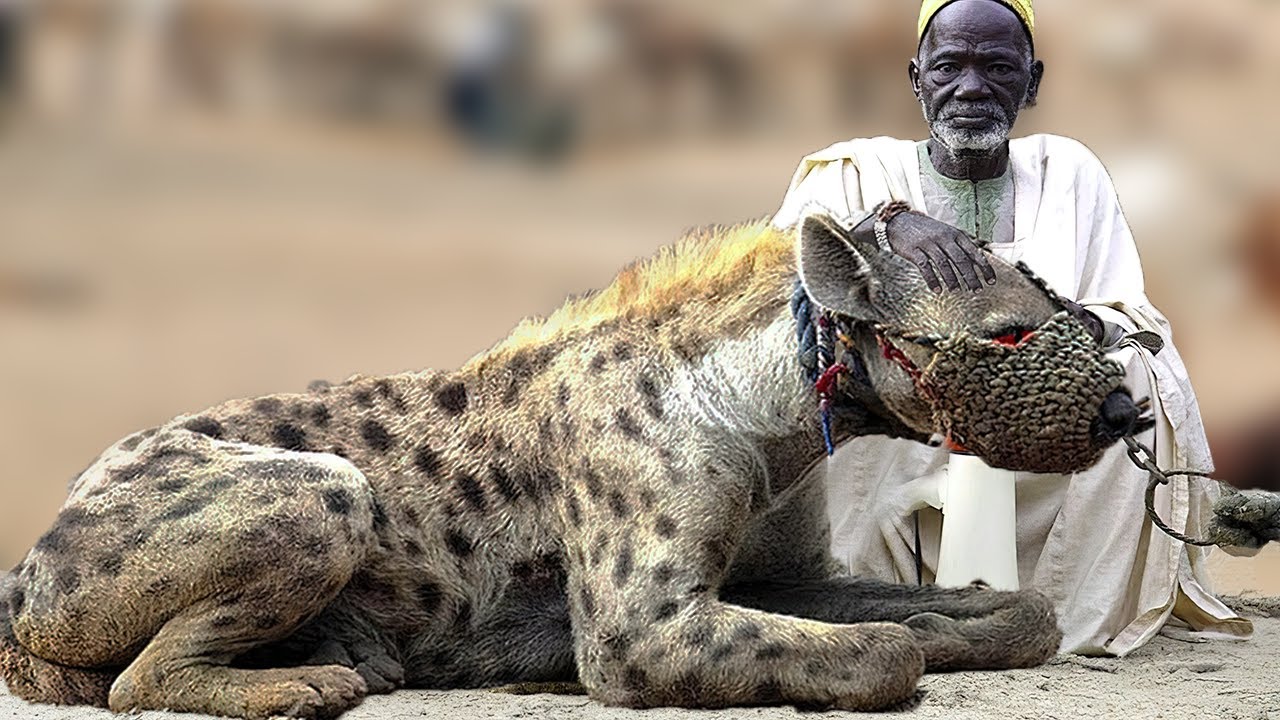 10 Unique Exotic Pets That People Actually Own - YouTube