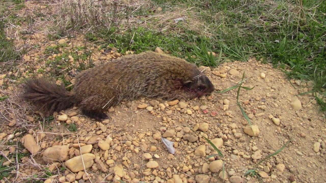 Groundhog Hunting 4/11/22 - YouTube