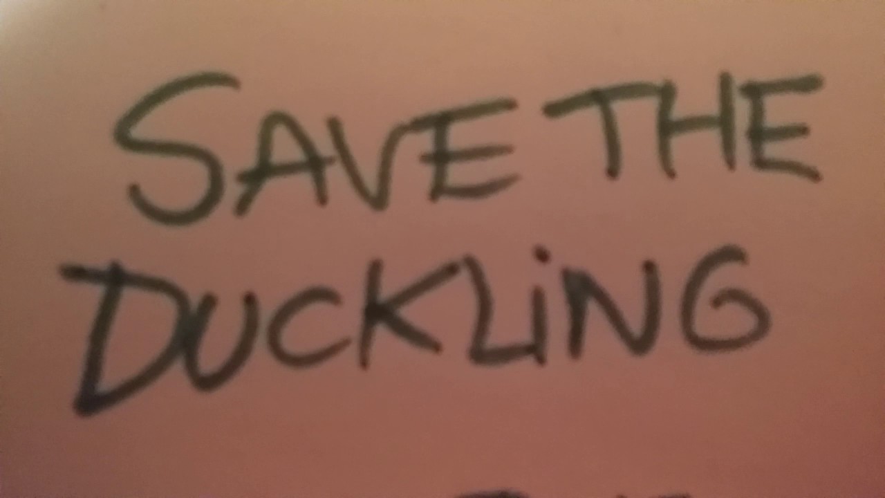 Wonder Pets Save the Duckling/Save the Kitten - YouTube