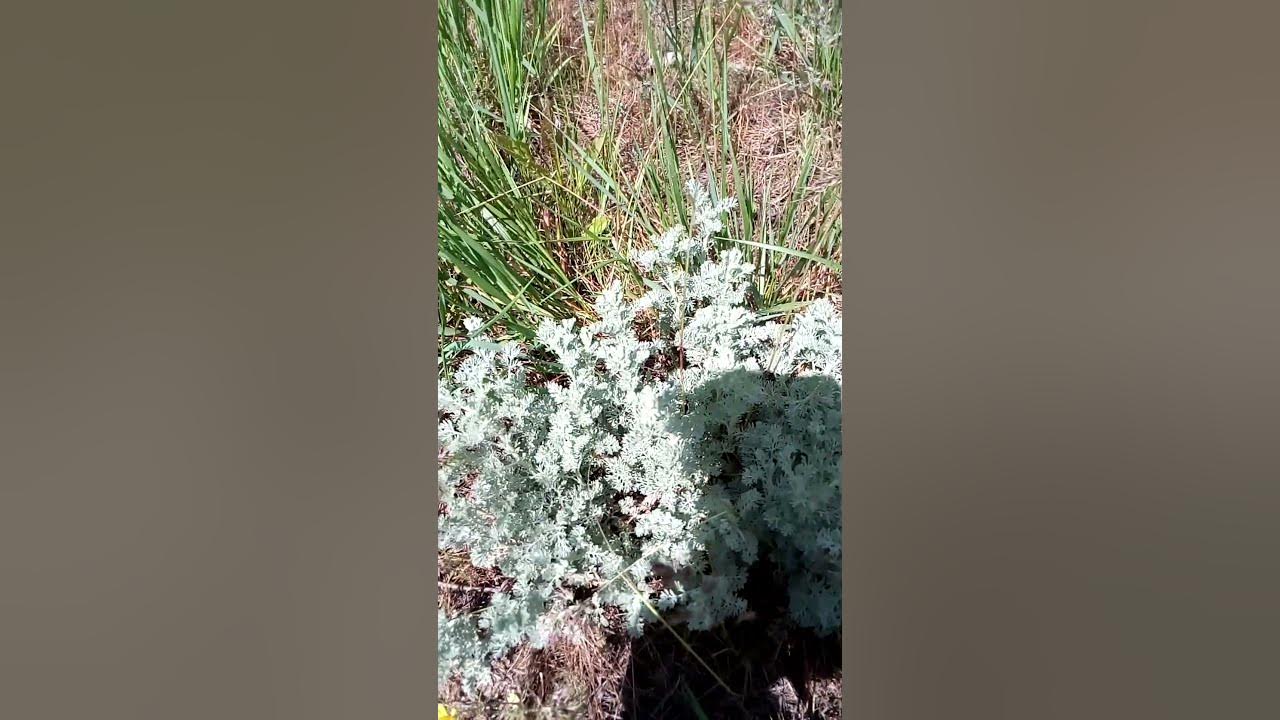 Интересная красивая душистая полынь Interesting beautiful fragrant ...