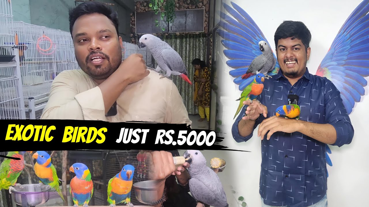 Exotic Tamed Birds 🦅 Just Rs.5000 - Macaw | Chennai Pets Corner - YouTube