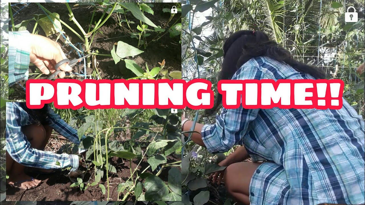 PAANO MAG PRUNING NG SITAW/HOW TO PRUNING STRING BEANS/CONDOR VERDANA/MARIPOSA - YouTube
