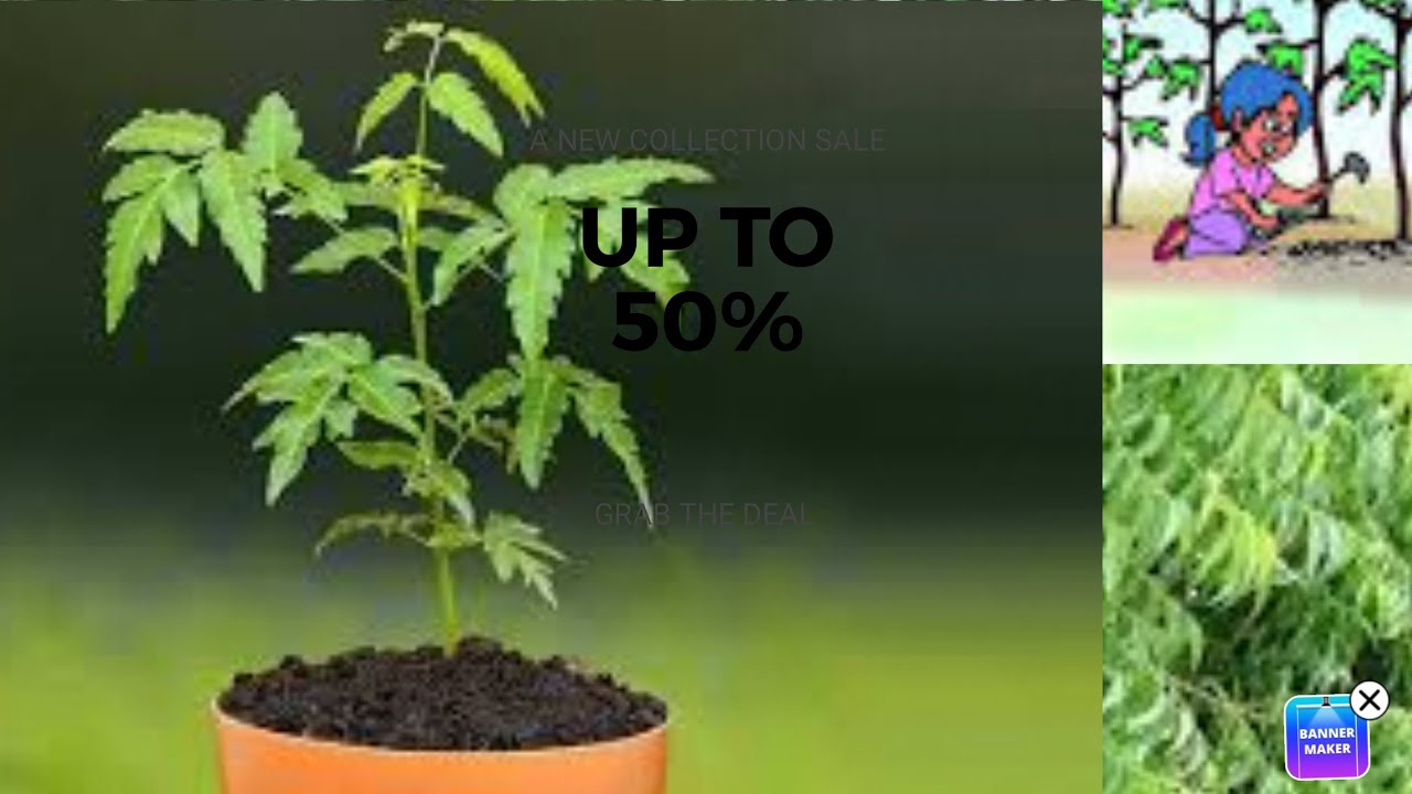 নিম গাছ ও পাতার ঔষুধী গুনাগুন। জেনে নিন।। Nim tree and Nim pata## mm ...