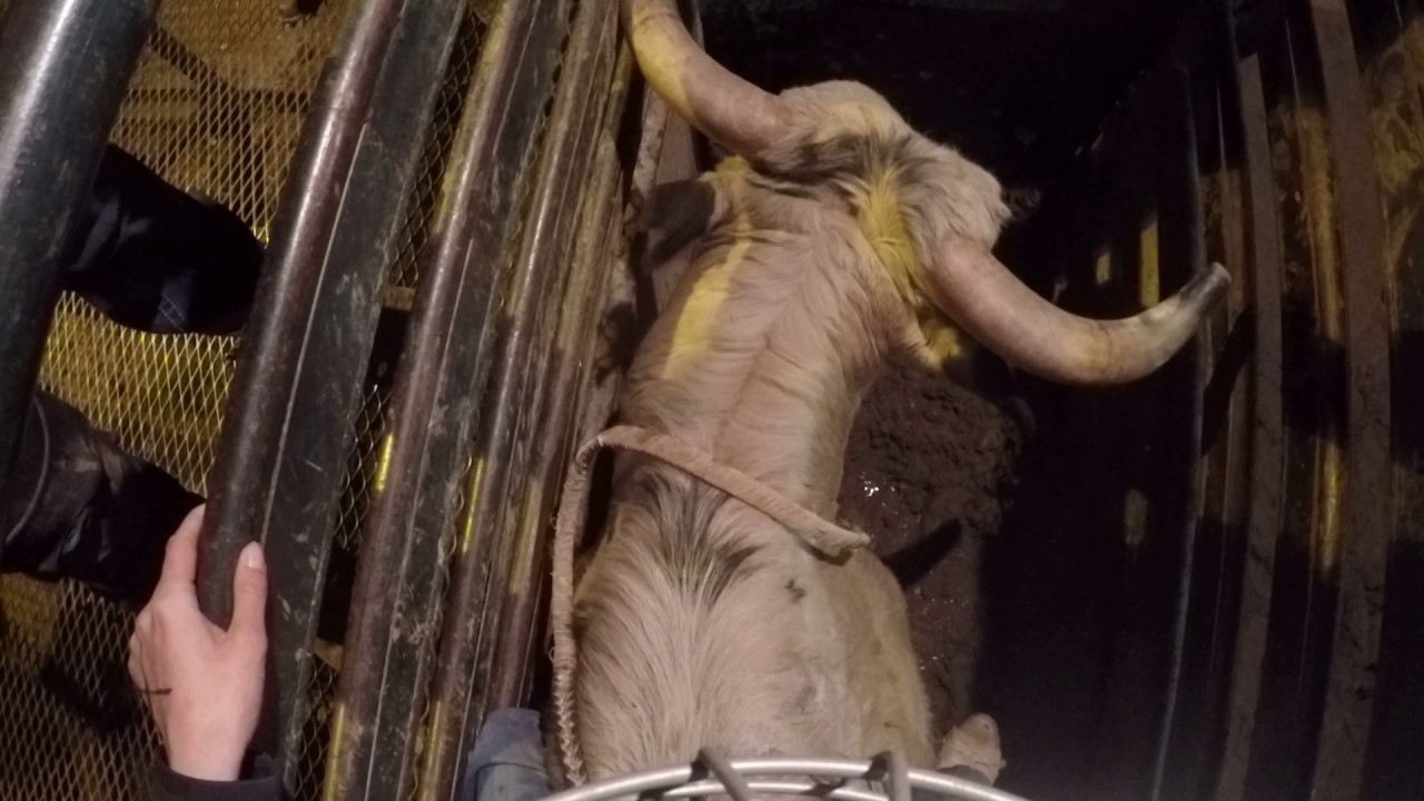 Gopro Bull riding: Practice Pen - YouTube