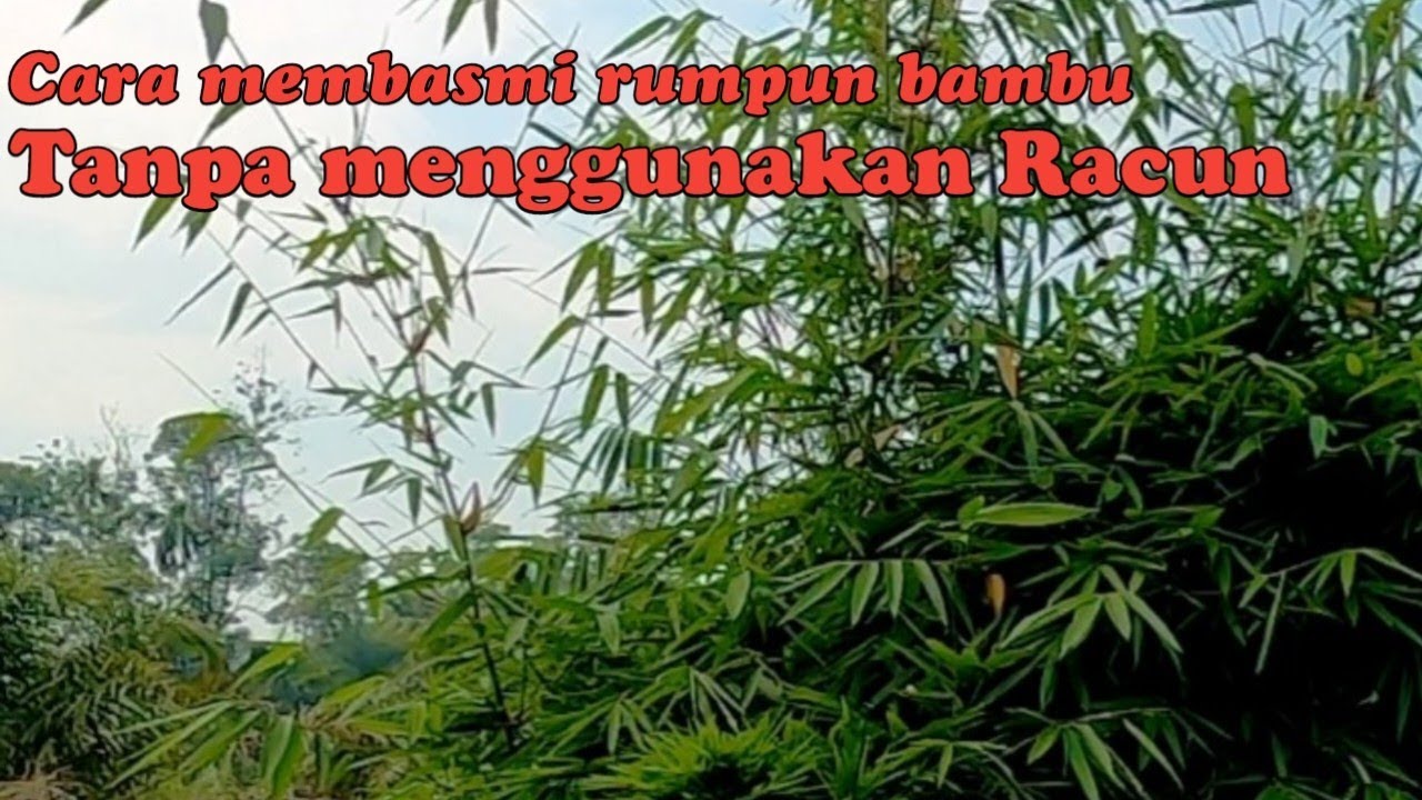 Cara Membasmi Rumpun bambu tanpa Racun | 100% murah meriah - YouTube
