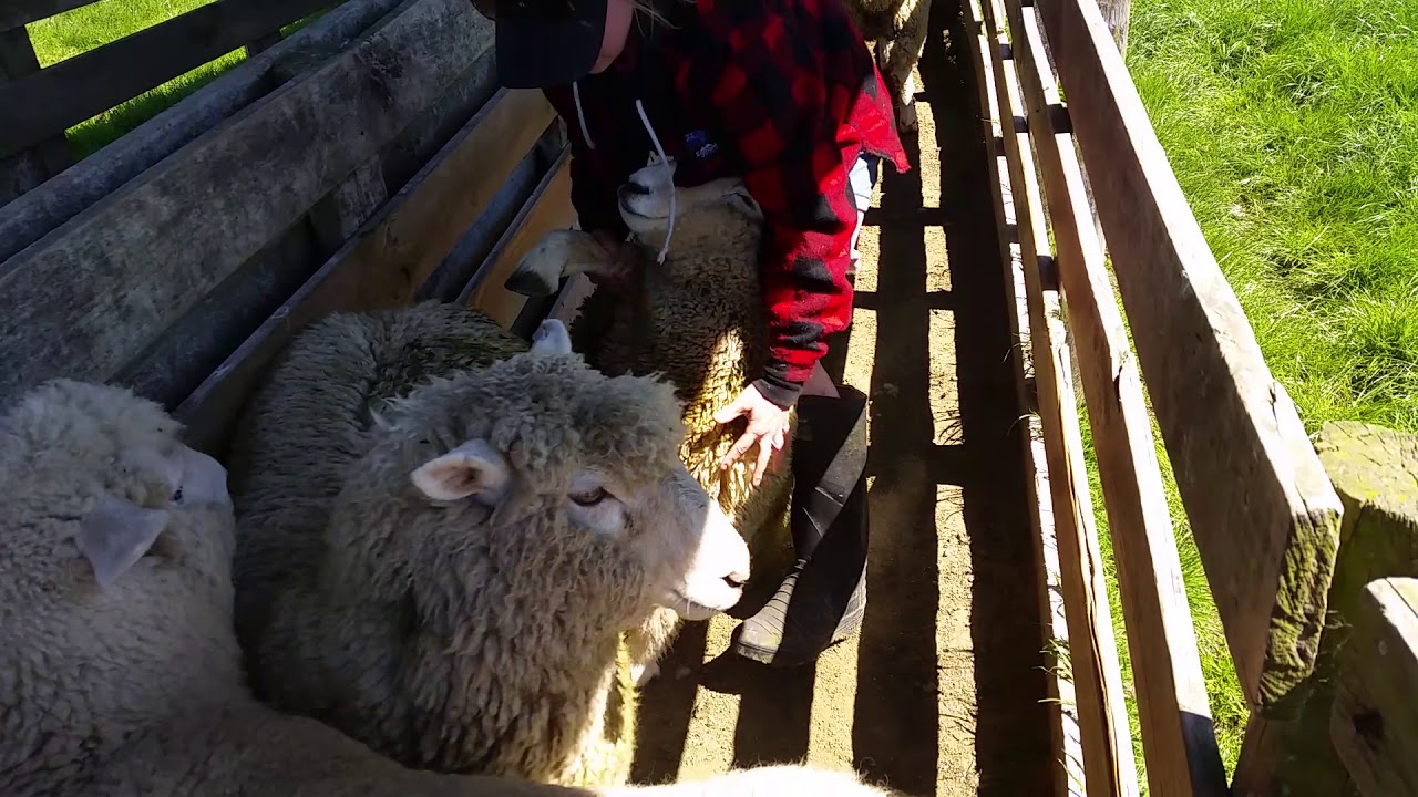 Sheep tip 1 - YouTube
