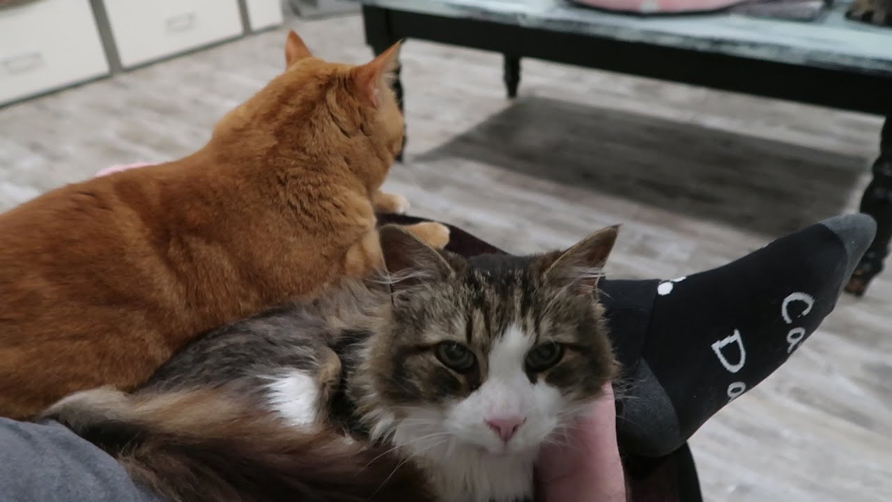 He's the cat whisperer - YouTube