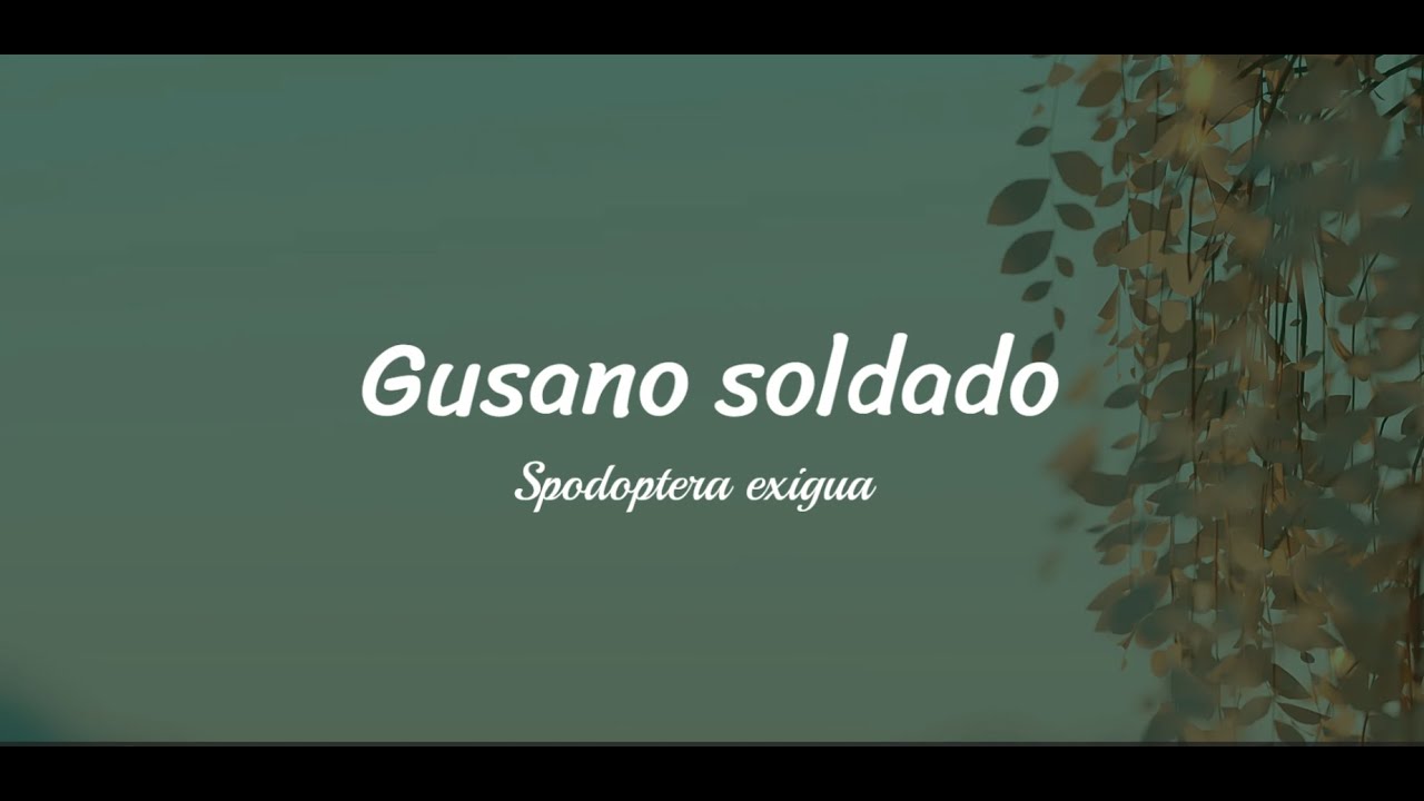 Gusano soldado (spodoptera exigua) - YouTube