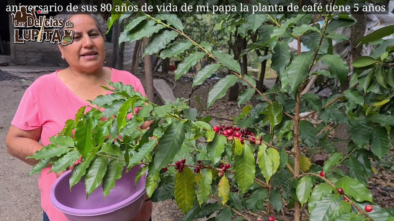 como cortar y despulpar café en casa - YouTube