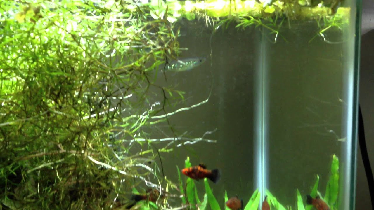 Golden Topminnows July 2015 - YouTube