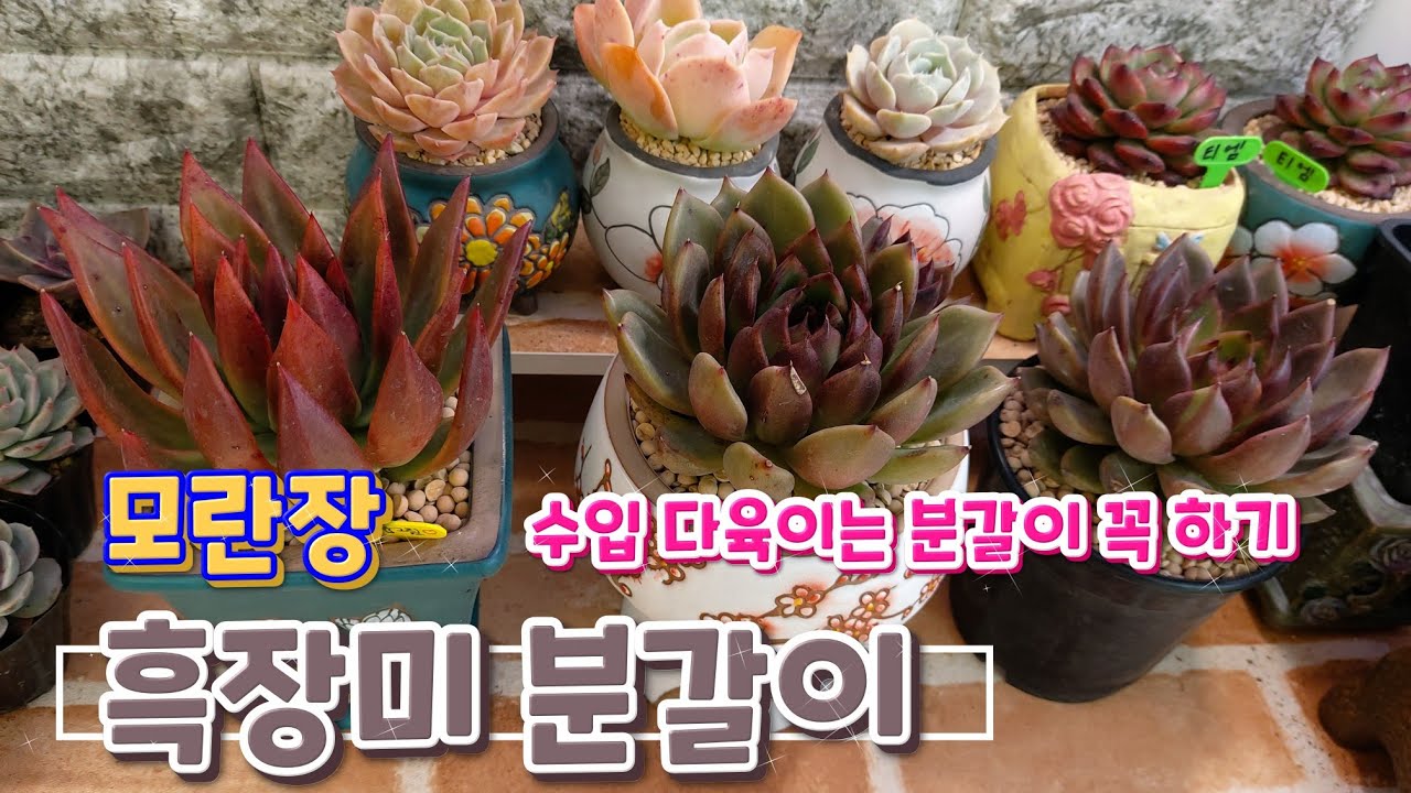 모란장 흑장미 자구 달고도 13000원 분갈이 And 직수입 다육이는 분갈이 빨리해 주고 싶어요 다육이를부탁해 多肉植物