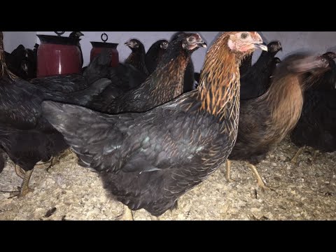 Yarkaların bakım - beslenmesi. Yumurta   devresindeki % yumurta randımanı.