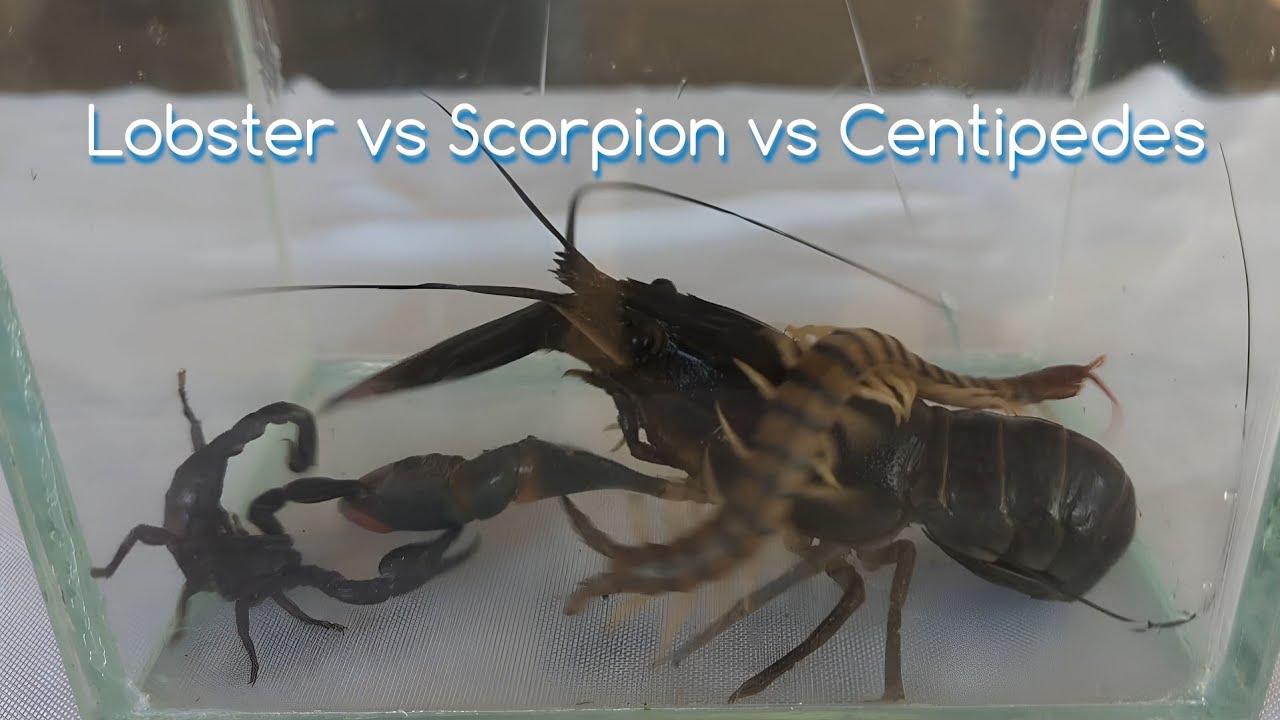 Lobster vs Scorpion vs Centipedes, animals fighter 😮, animals - YouTube