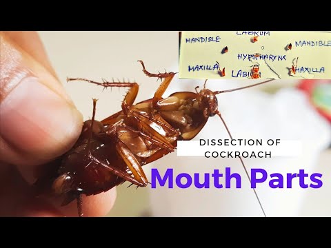 Dissection of Mouth parts of Cockroach | আরশোলার মুখ উপাঙ্গ |Academy of ...