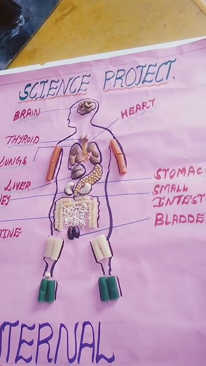 Science project ideas/internal organs/science fair/school project /body ...