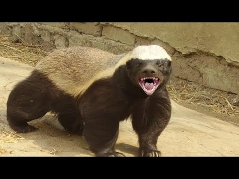 Badgers Sound Effects. #animals #animalsounds #badgers #mpsound - YouTube