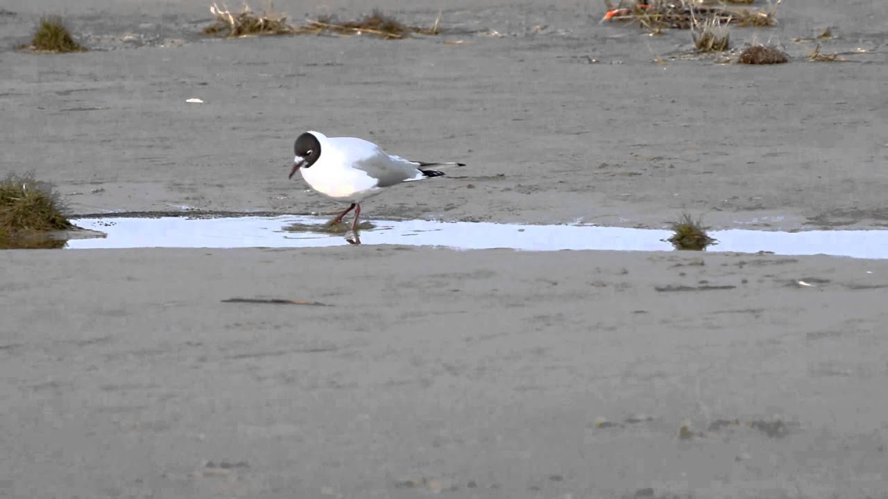 Dancing seagull - Fanø - YouTube