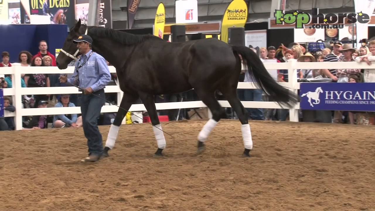 Equitana Melbourne - Ali Al Ameri Horse Training for Film Work Part 2 ...