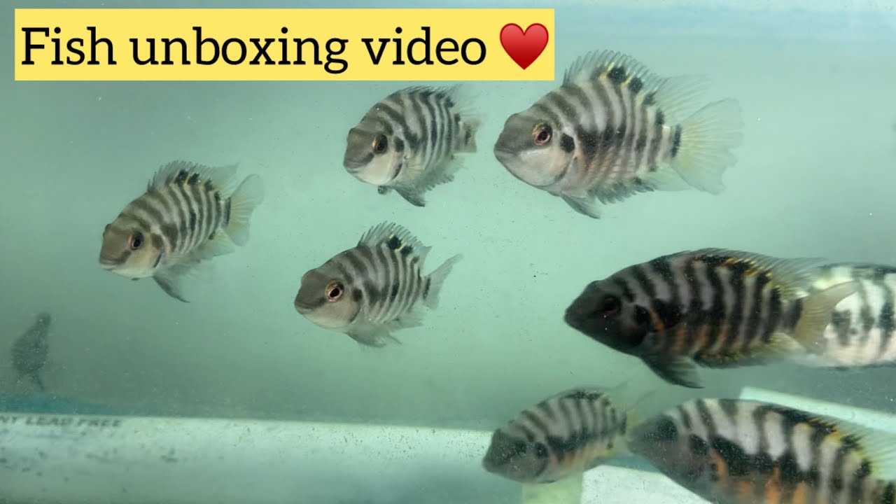 New fishes stock arrived | Fat fish aquarium kangayam - YouTube