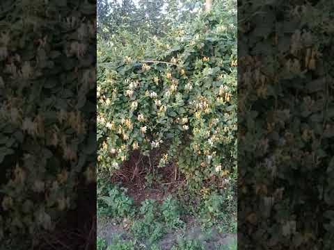 Maşallah, gözəl bir yay səhəri.