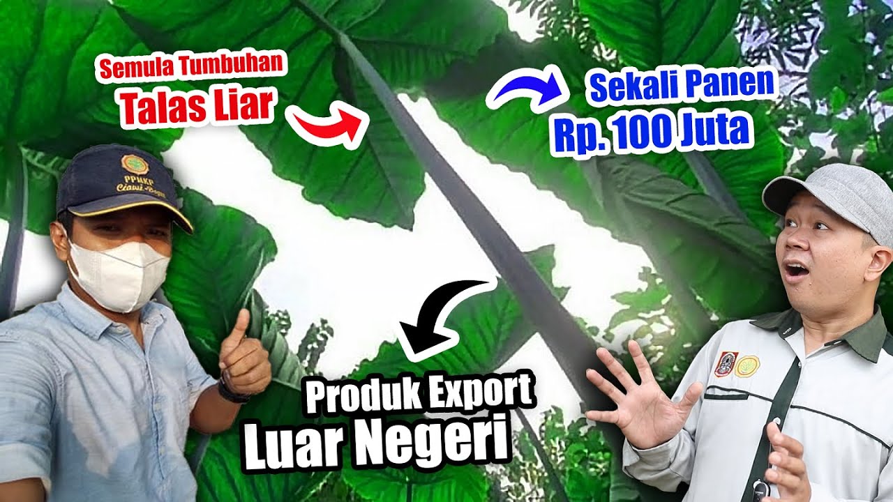 TUMBUHAN TALAS LIAR INI BERUBAH JADI KOMODITAS UNTUK DI EKSPORT - YouTube
