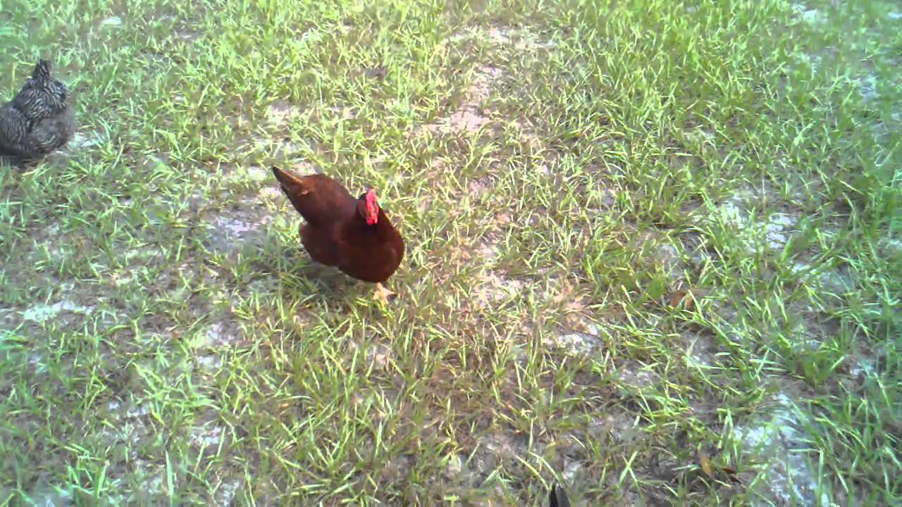 chickens in motion - YouTube