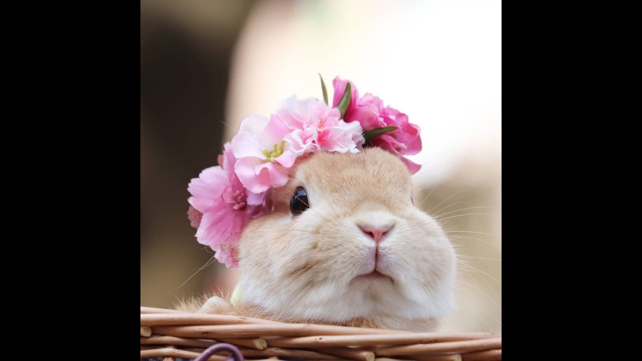 How to get cheap headless in roblox - YouTube