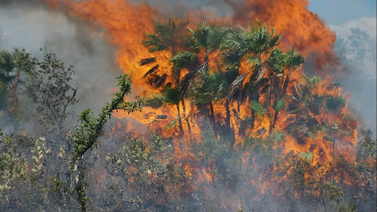 Maya Forest Corridor Fire Awareness - YouTube